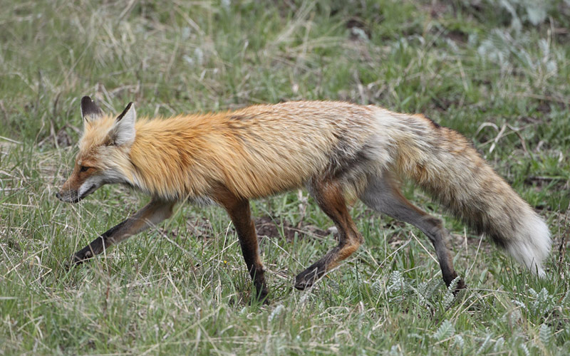 mayfox | Nature Writing by Christine Baleshta